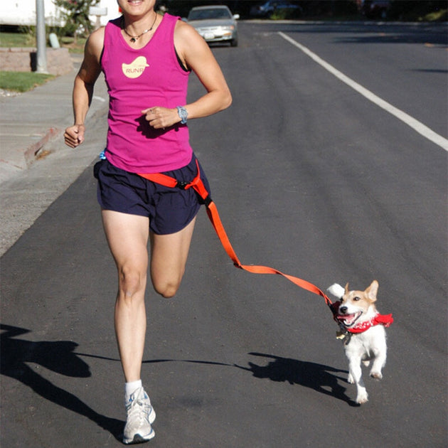 Collars – pet-clever.com